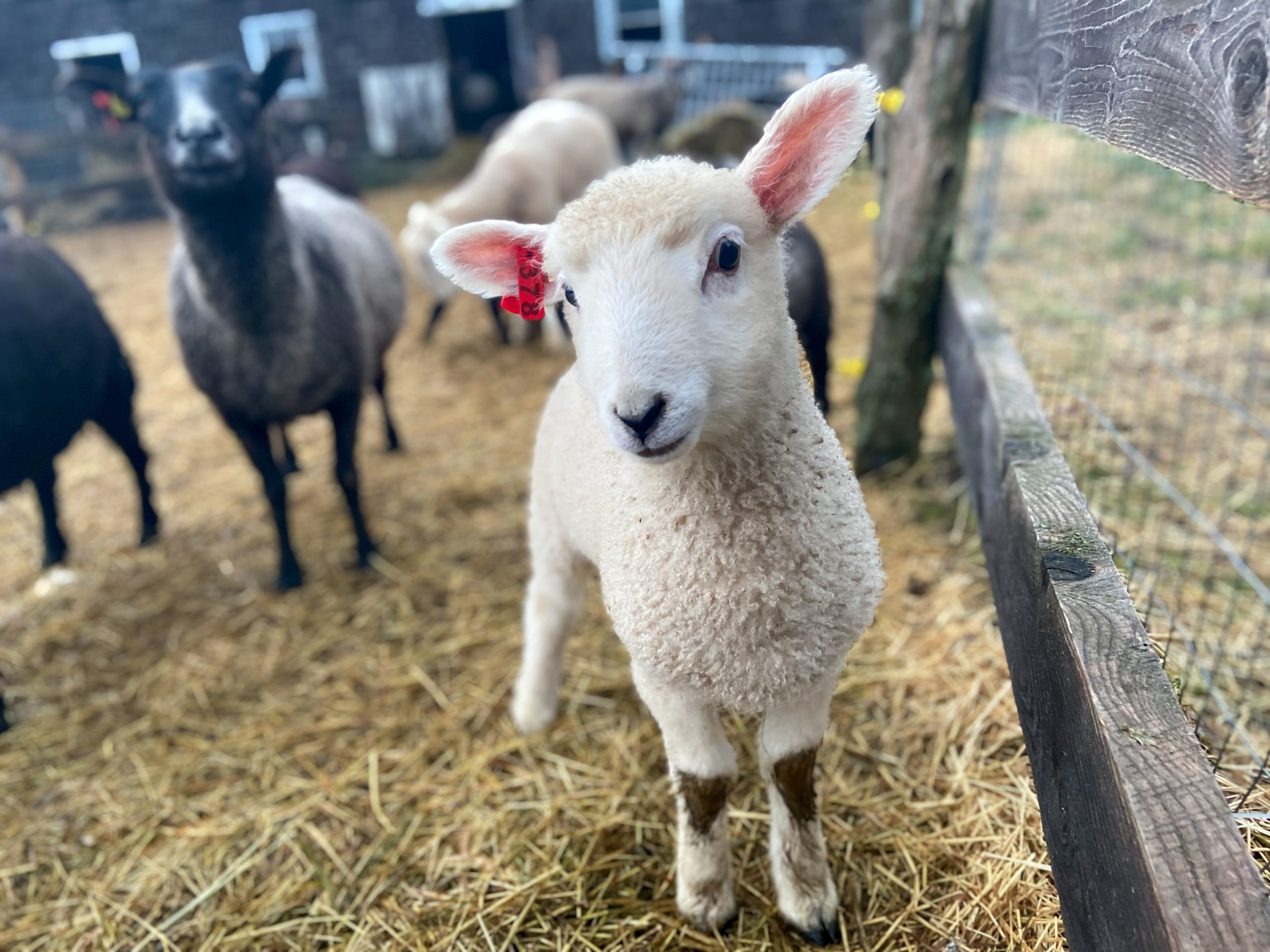 Into the Night: 3 AM Lamb Watch - Maine Coast Semester